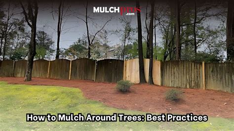 How To Mulch Around Trees Best Practices For Tree Health