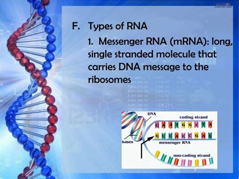 Rna Types And Functions Pptx