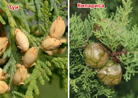 Туя и кипарис: отличия и в чем между ними разница, сравнение деревьев