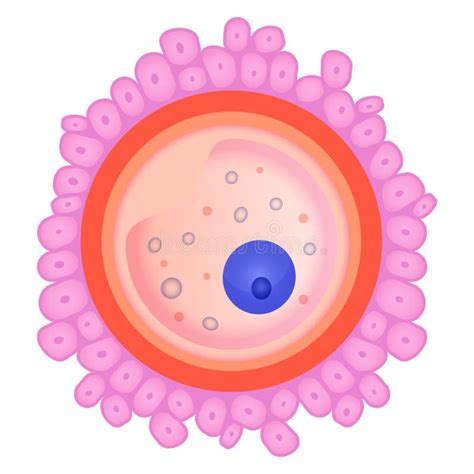 Oocyte Stock Illustrations 483 Oocyte Stock Illustrations Vectors