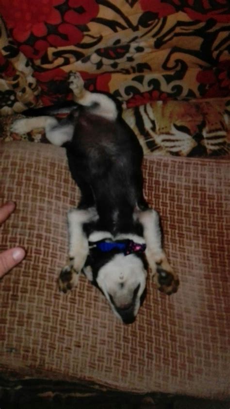 Tracy Just Chilling 😎