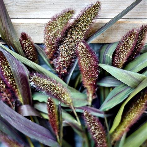 Rókafarkú Köles Bordó Setaria Italica Red Jewel 3 G Kincsesliget