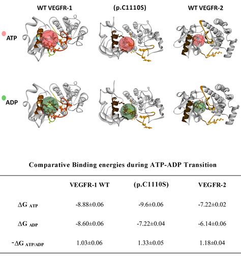 Molecular Docking Simulation With Atpadp At Binding Sites In The
