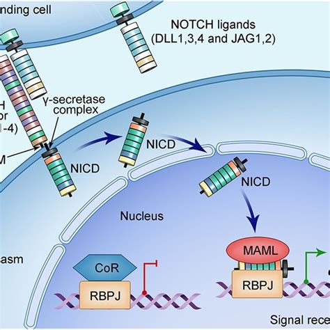Schematic Of Notch Signaling Pathway Notch Signaling Pathway Consists