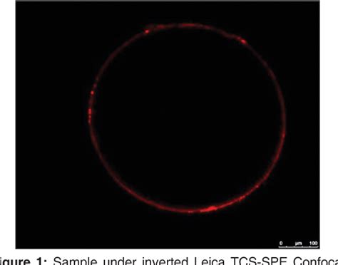 Figure 1 From Biofilm Forming Capacity Of Enterococcus Faecalis On Gutta Percha Points Treated
