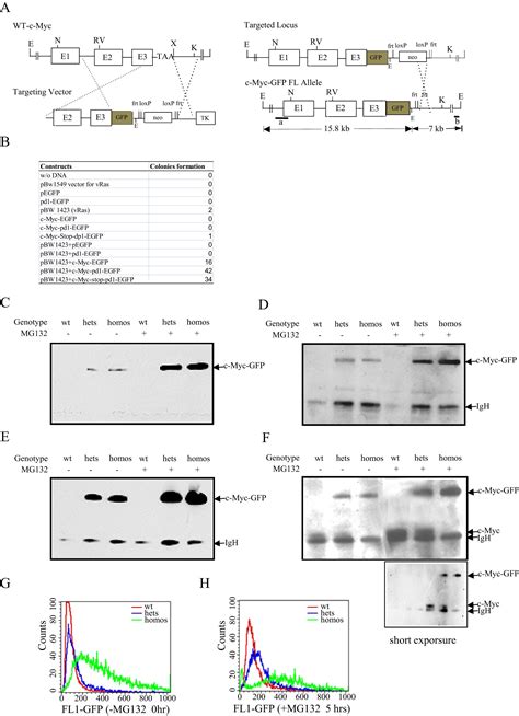 C Myc Is A Universal Amplifier Of Expressed Genes In Lymphocytes And Embryonic Stem Cells Cell