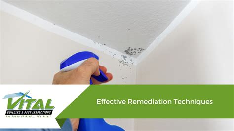 The Hidden Dangers Of Mould Health Risks And Remediation Tips Vital Building And Pest Inspections