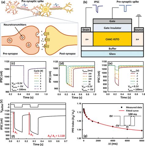 Typical Ipsc Responses Of The Caac Igto Tft Exhibiting Synaptic