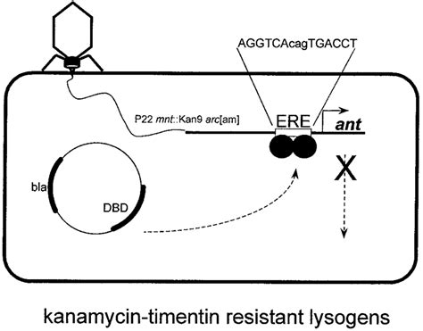 Schematic Diagram Of The Challenge Phage Selection A Consensus Ere Was