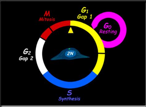 Cell Division Mrs Lapointe