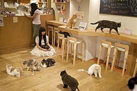 People Can Grab A Coffee With Cats At Cat Cafes Video Cat Cafe