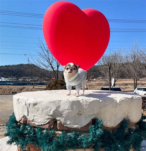 엘리 Elly 내 왕하트를 받아 주겠니♥️ 엘리 치와와 Chihuahua 왕하트 하트 ♥️ Instagram