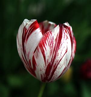 The Rare Semper Augustus Tulip How Does Your Garden Grow Flowers