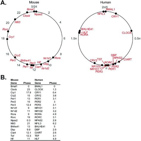 Clock Phase Predictions Demonstrate Conserved Clock Relationships A Download Scientific