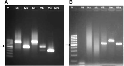 A Amplification Of A 63 Bp Tandem Repeat Region Of The Mitochondrial Download Scientific