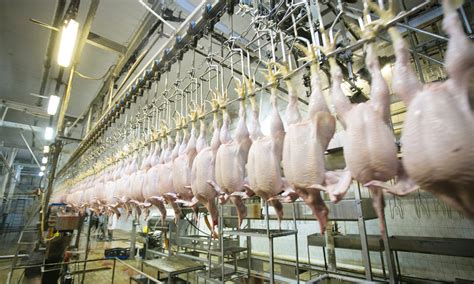 Chicken Processor Denied Review Over Osha Citations Business Insurance