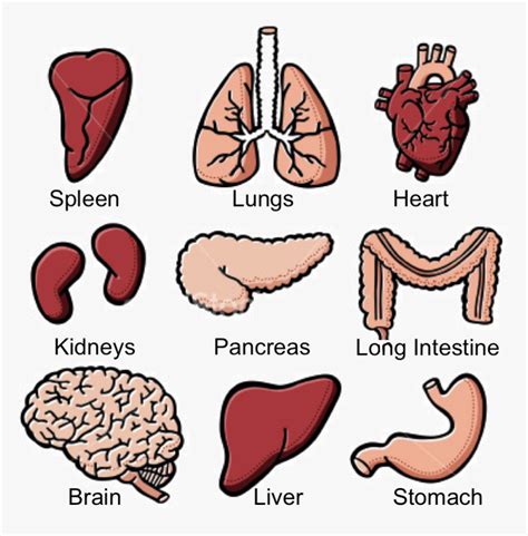 Распечатать внутреннее строение человека найдено 90 картинок