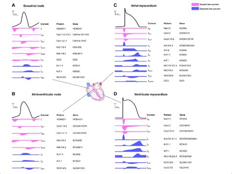 Action Potentials And The Contributing Ion Currents In Different Download Scientific Diagram