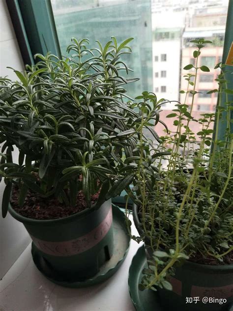 生活要点仪式感牛排 知乎