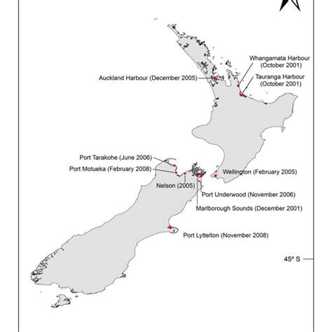 1 Cross Section Of A Didemnum Vexillum Colony Numerous Individual Download Scientific Diagram