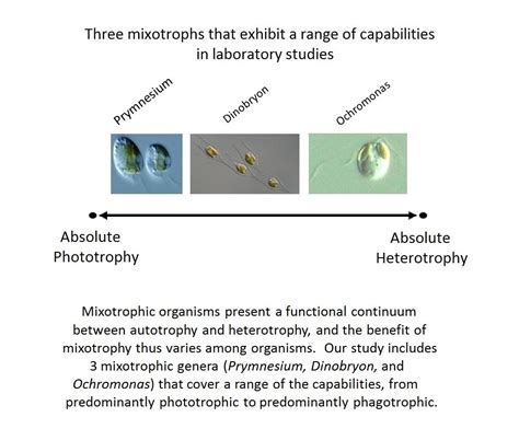 Comparative Functional Analyses Of Mixotrophy Among Microbial Eukaryotes Caron Lab
