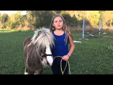 How To Train A Miniature Horse To Jump Youtube