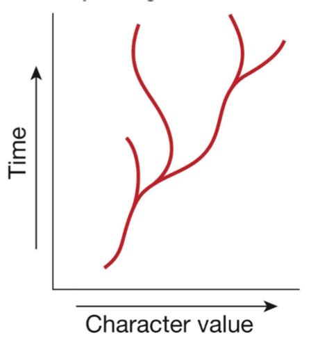 Evolution Exam 2 Flashcards Quizlet