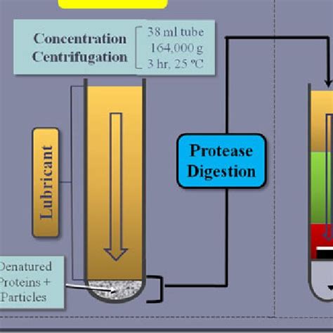 A Schematic Diagram Outlines The Mc Swd Protocol Download Scientific Diagram