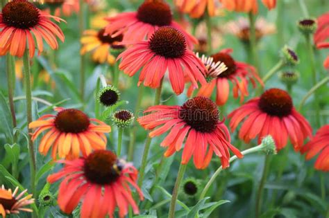 Echinacea Purpurea Flower Plant Commonly Known As Coneflower Stock