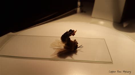 Exploded Drone — Copper Bee Apiary