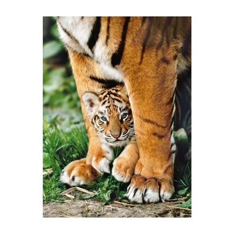 Clementoni Puzzle ფაზლი ვეფხვის ბოკვერი დედის ფეხებთან 500 ნაწილიანი