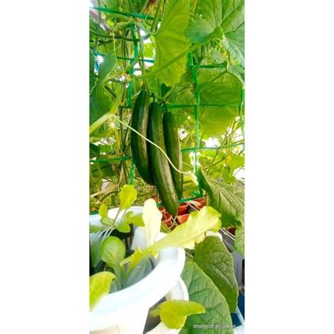 Benih Timun Jepun 10 Biji Benih Shopee Malaysia