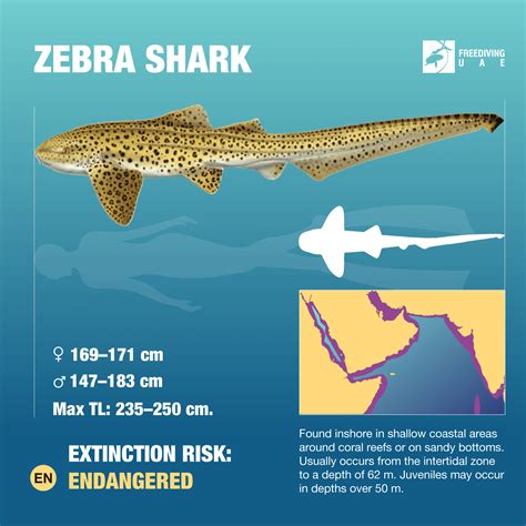 Zebra Shark Freediving In United Arab Emirates Courses Certificates