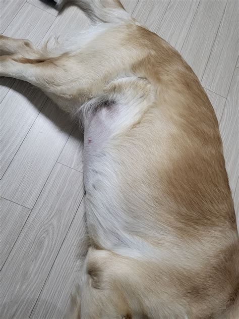 중성화 수술 후 강아지 배 좀 봐주세요 복수가 찬건가요 지식in