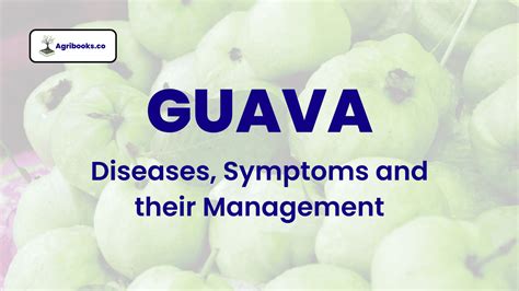 Guava Diseases Symptoms And Their Management Agri Books