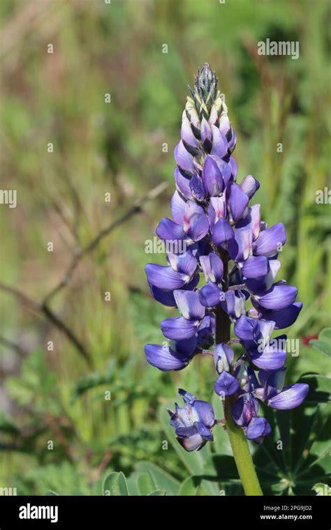 Blue Flowering Raceme Inflorescence Of Lupinus Succulentus Fabaceae Native Annual Monoclinous
