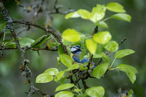 Japanese Small Tit Photos Download The Best Free Japanese Small Tit