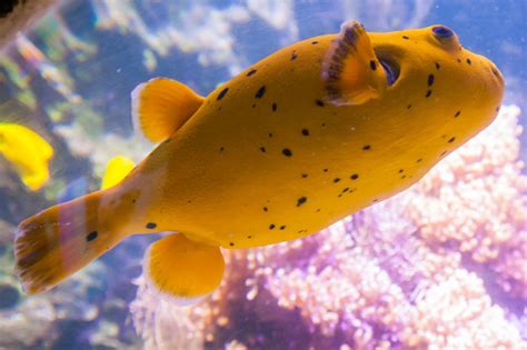 노란 Blackspotted 호흡기 또는 개 직면 복어arothron Nigropunctatus 훌륭하고 아름 다운 수 중 세계 산호와 열 대 물고기 감금 상태에 대한 스톡