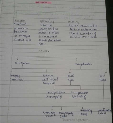 Pollination In Flowering Plants Flowchart And Microsporogenesis Studigoo