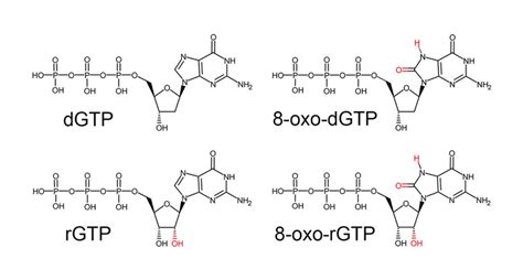 Guanine Nucleotide Structure Chemical Structure Of Dna Subunits Dna