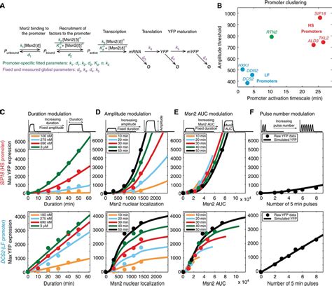 A Mathematical Model For Transcription Factor Activated Gene Expression Download Scientific