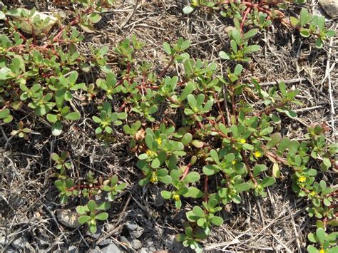 kövér porcsin eatgreen