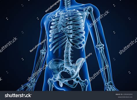 Human Skeletal System Xray Photos And Images Shutterstock