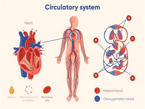 Cardiovascular System Function