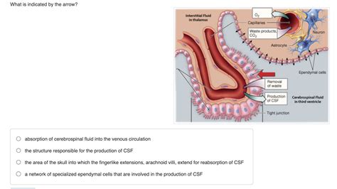 Solved What Is Indicated By The Arrow Absorption Of