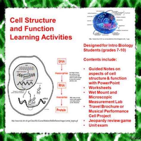 Cell Structure And Function Learning Activities Distance Learning