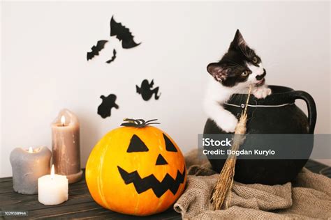 해피 할로윈 개념입니다 촛불 빗자루와 박쥐 잭 오 랜 턴 호박과 마녀 가마솥에 앉아 귀여운 키티 유령 유령 Backgroundatmospheric 이미지에 10월에 대한