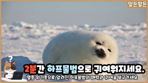 2분간 하프물범으로 귀여워지세요 Youtube