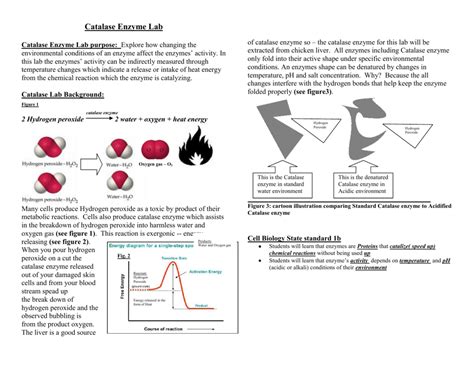 Catalase Enzyme Lab
