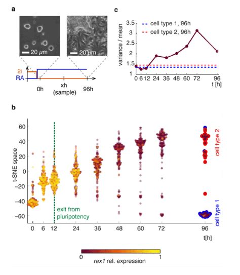 Single Cell Transcriptomics Reveals The Dynamics Of Lineage Commitment Of Differentiating